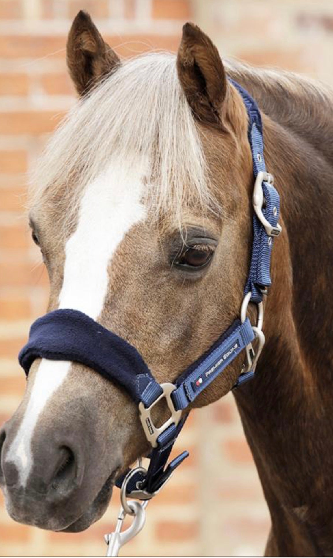 PE Pony Headcollars Halter – HB Horsewear